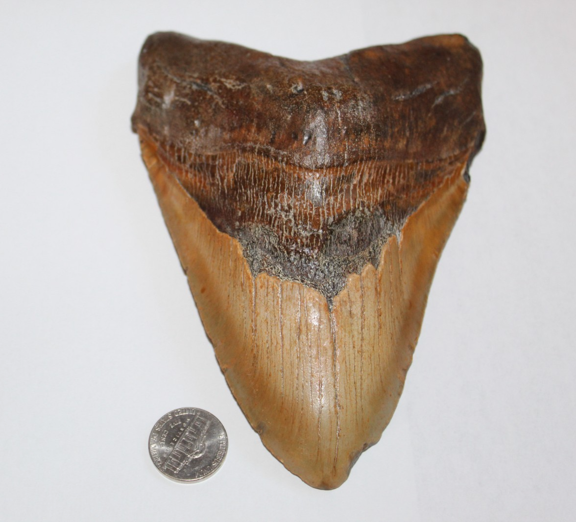 6 Inch Long Megalodon Shark Tooth Real Brown Giant Meg – rocksolidfossils