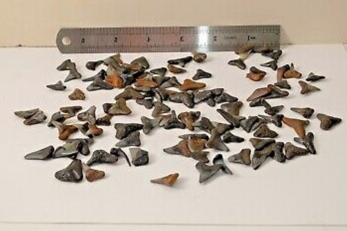 Shark Tooth Lot Bundle of 50 Partial Teeth Bull, Hammerhead, Dusky, Ma ...