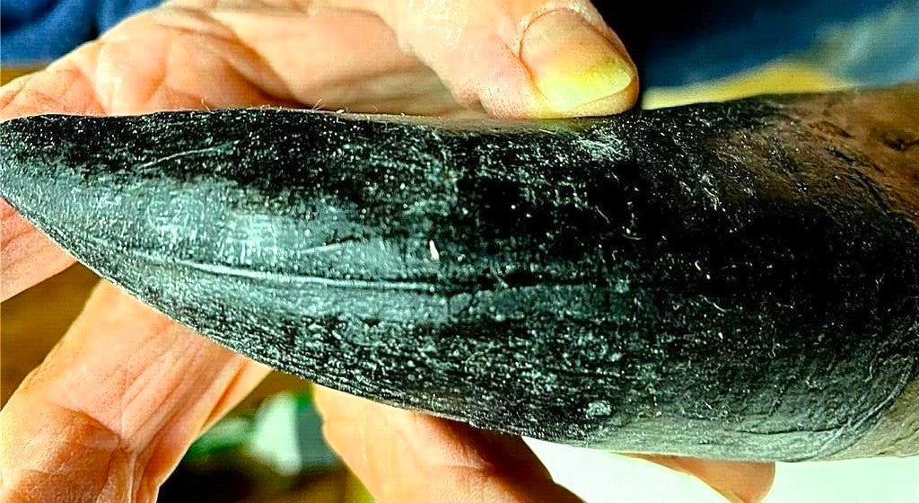 Tyrannosaurus Rex Tooth Model 8 Inches Long Resin Reproduction T-Rex S ...