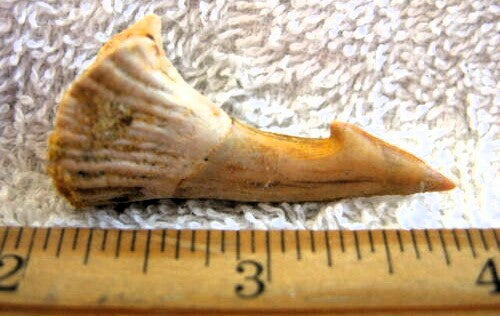 Onchopristis Extinct Sawfish Tooth Cretaceous Dinosaur Fossil ...
