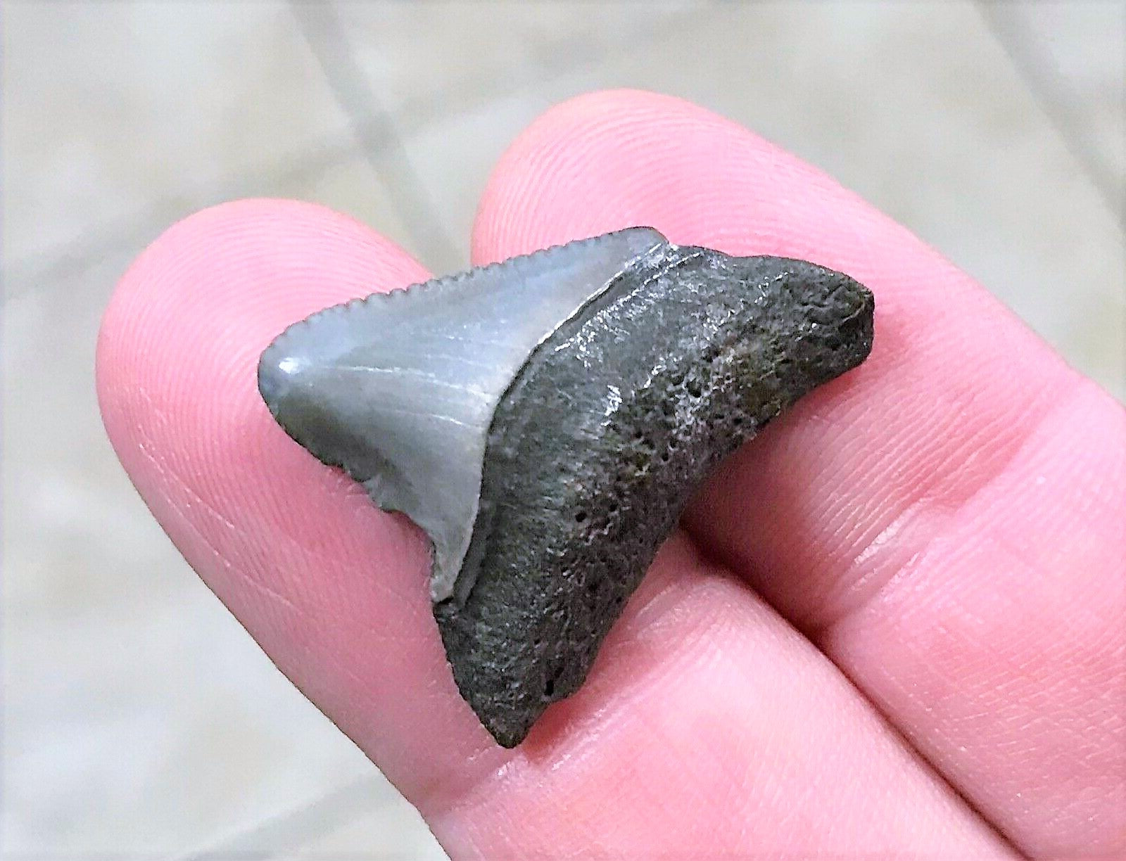 Baby Megalodon Shark Tooth