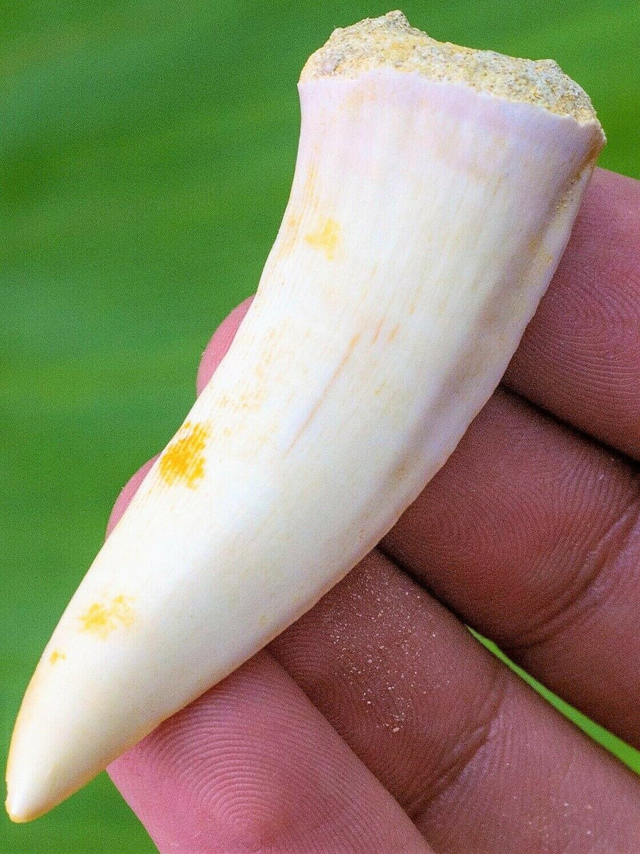 Enchodus Sabertooth Herring Extinct Fish Tooth Genuine Fossil ...