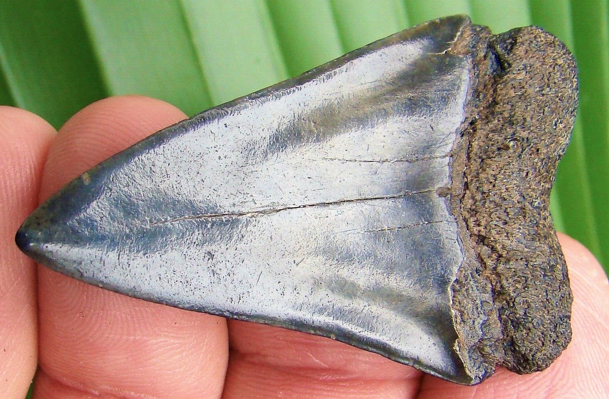 Extinct Mako Shark Tooth 2 Inches Long Genuine & Unrestored - Isurus H ...