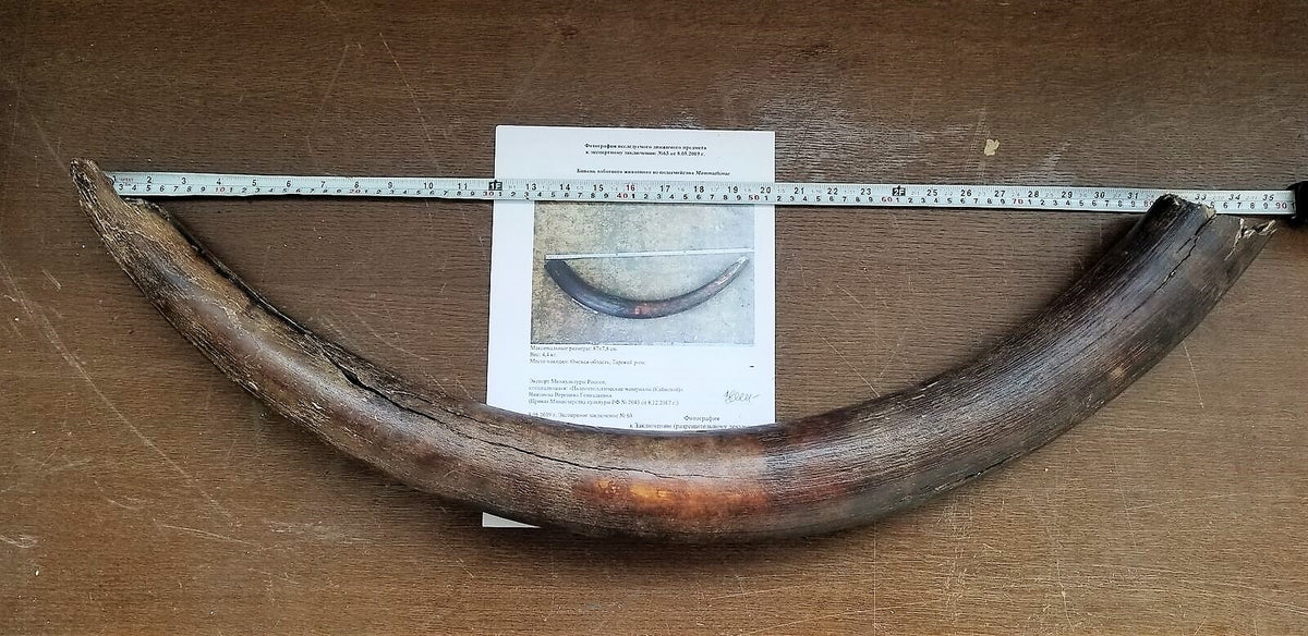 Mammoth Tusk Bone Genuine Fossil (Siberian Steppe Mammoth ...