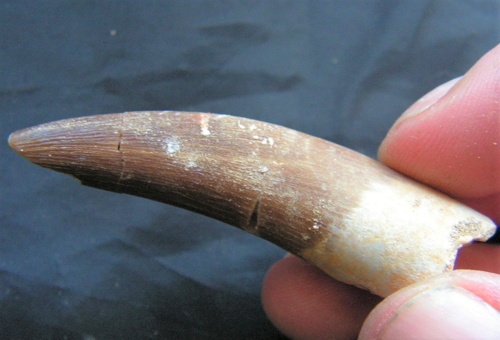 Elasmosaurus Tooth Marine Reptile 1 1/2 Inches Long Genuine Fossil ...