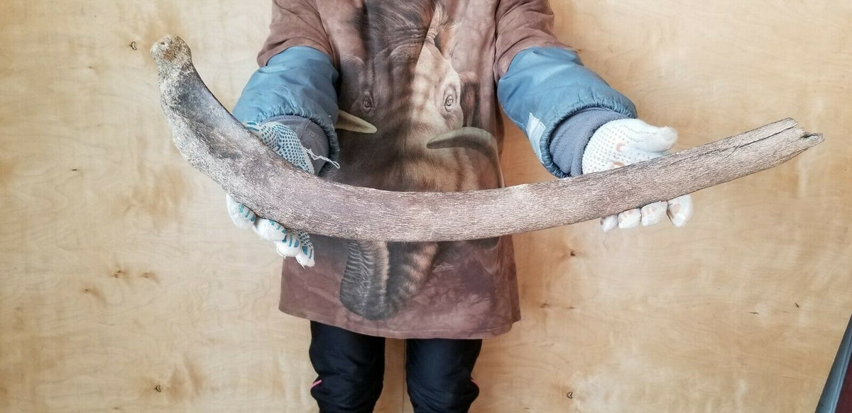 Woolly Mammoth Rib Bone Genuine Fossil Siberia – rocksolidfossils